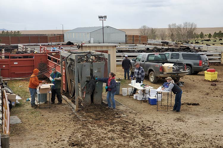 Photo Album | 21 Angus Ranch